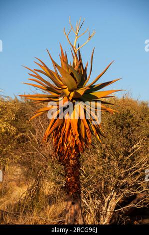 Wild growing aloe vera tree (Aloe barbadensis) on Lake Oanob, Namibia ...