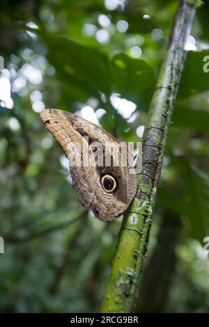Owl eyed butterfly in the Amazon rainforest in Ecuador Stock Photo - Alamy