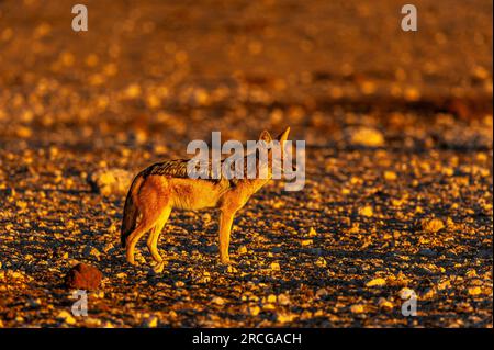 Black backed jackal at Chudob waterhole near sunset, Etosha National ...