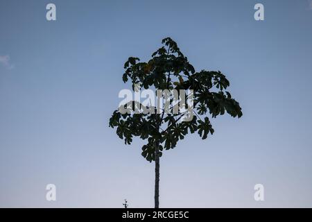 Ambay Pump Wood (Cecropia pachystachya) a Species of Tree in the Family ...