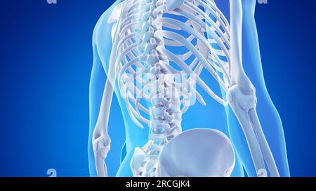 Skeletal anatomy of the lower back, illustration Stock Photo - Alamy