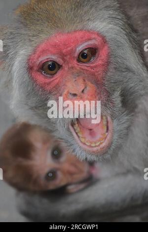 An infant Rhesus monkey (Macaca mulatta) in a cage during an animal ...