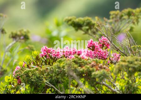 Alpine Roses - Mountainscapes Radons Switzerland Stock Photo - Alamy