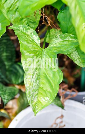 green and yellow arrowhead or goosefoot plant vine grown in black pot ...