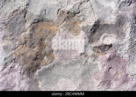 Verrucaria marmorea (pink) and Verrucaria parmigera (white) are two ...