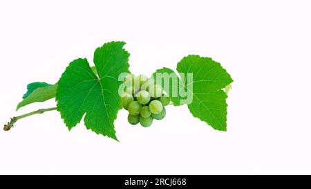 Young grape or angoor leaves with branch and raw fruits on white ...