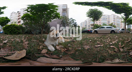 360° view of stray cats 2 - Alamy