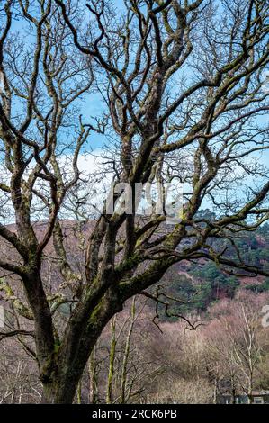 Quercus petraea, the Irish oak tree, national tree of Ireland, in ...
