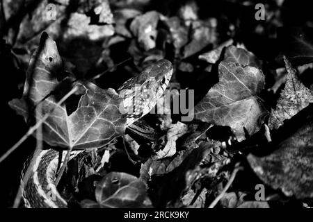 A ribbon snake (Thamnophis saurita) pauses in a bed of English Ivy in ...
