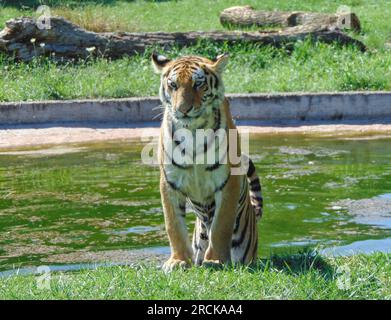 Siberian tiger at the Oradea Zoo, Romania Stock Photo - Alamy