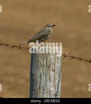 Cute small brown Song Thrush bird standing on grassy ground and ...