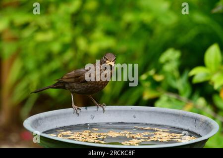bird house, blackbird, nesting box, bird houses, blackbirds, nesting ...
