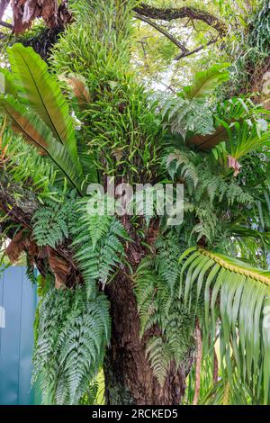 Epiphytes & ferns on a tree in the yungas subtropical cloud forest in ...