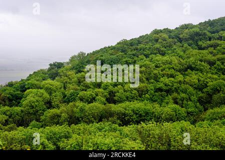 Beautiful shot from the top of some treetops. Perfect for a background ...