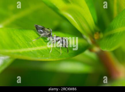 Female Japanese Ant mimic Jumping Spider, Salticidae (Myrmarachne ...
