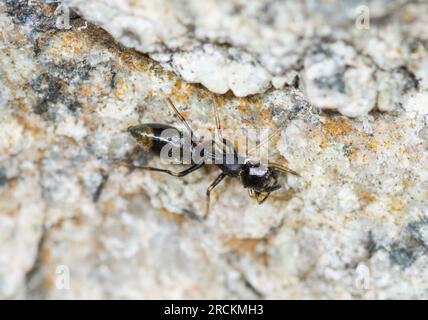 Ant mimic jumping spider, Ant spider (Myrmarachne formicaria), female ...