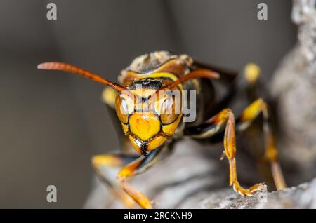 Japanese Dark waisted Paper Wasp (Polistes jokahamae), Vespidae. Kobe ...