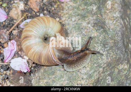 JAPANESE Endemic Snail Euhadra sp, Camaenidae. Kobe, Japan Stock Photo ...