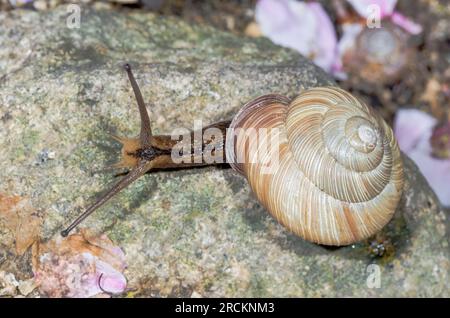 JAPANESE Endemic Snail Euhadra sp, Camaenidae. Kobe, Japan Stock Photo ...
