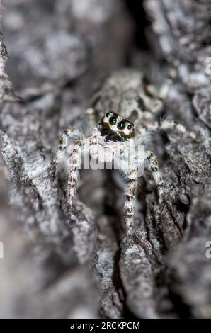 Japanese Wall Jumping Spider, Salticidae (Menemerus cf. fulvus) Female ...