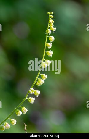 Close up of bigflower tellima (tellima grandiflora) flowers in bloom ...