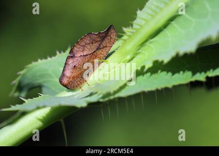 Hook-winged Lacewing (Drepanepteryx phalaenoides). A predatory insect ...