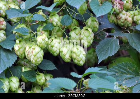 Hop cones grow on the stem of the plant Stock Photo - Alamy