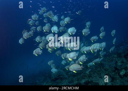 Longfin batfish are swimming in the shoal. Longfin spadefish during ...