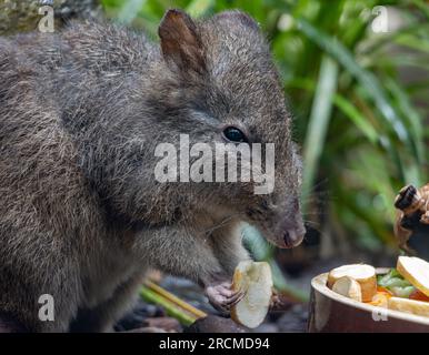 the long nosed potoroo is a small marsupial, it is grey and brown with ...