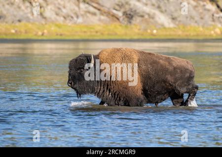 Bison Crossing the yellowstone River Wyoming in Autumn Stock Photo - Alamy