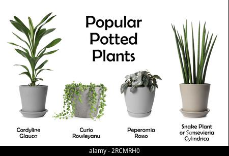 Set of many different popular potted plants with names on white ...