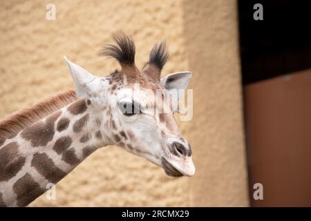 The giraffe is the tallest of all mammals. The legs and neck are ...