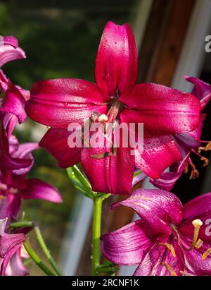 'Purple Marble' Lily, Lilja (Lilium longiflorum hybrid Stock Photo - Alamy