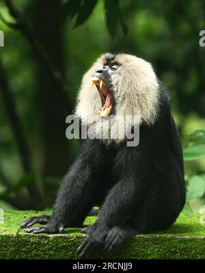 The lion-tailed macaque, also known as the wanderoo, is an Old World ...