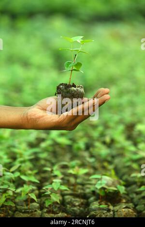 biodegradable and allow plants to be planted without removing the pot ...