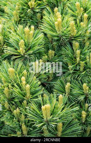 Dwarf, Pinus strobus "Mary Sweeny" Slow growing, Pine low Compact Tree ...