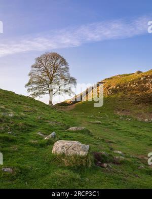 Hadrian's Wall at Sycamore Gap, an iconic lone tree on Hadrian's Wall ...