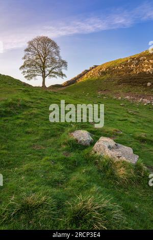 Hadrian's Wall at Sycamore Gap, an iconic lone tree on Hadrian's Wall ...