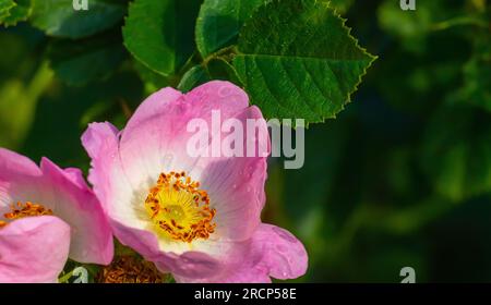 rose hip flowers close up with water drops in summer Stock Photo - Alamy