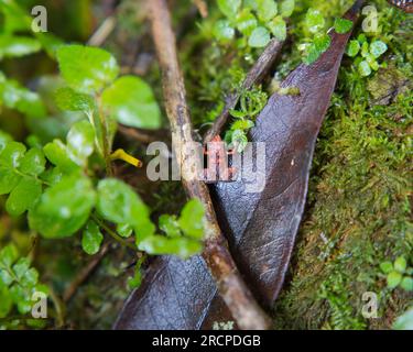 Morn blanc nature trail, Gardiner’s Seychelles frog is one of the world ...