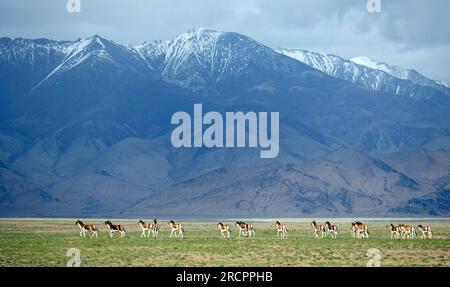 Altun Mountains. 30th June, 2023. This photo taken on June 30, 2023 ...