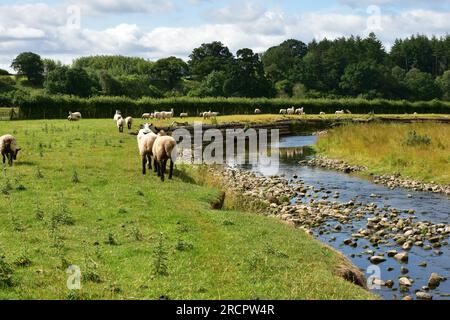 Great Musgrave and Swindale Beck,Eden Valley, Cumbria Stock Photo - Alamy