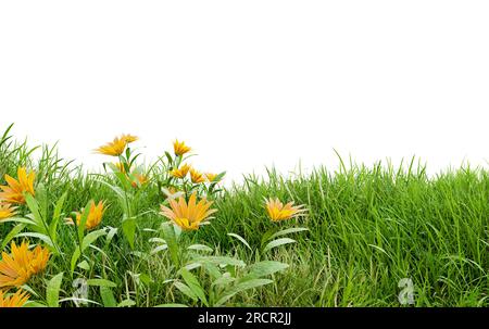 medow field with flower on white background with clipping path, 3d ...