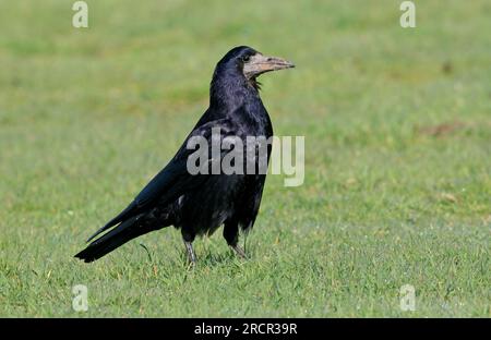 Rook (Corvus frugilegus) adult on grass with a full crop Eccles-on-Sea ...