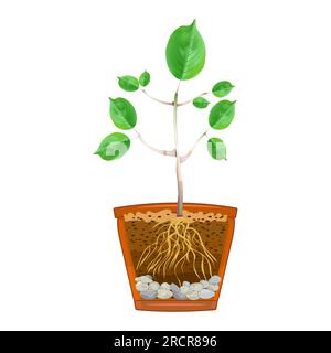 Tree root system, underground growing plants stems. Vector of ...