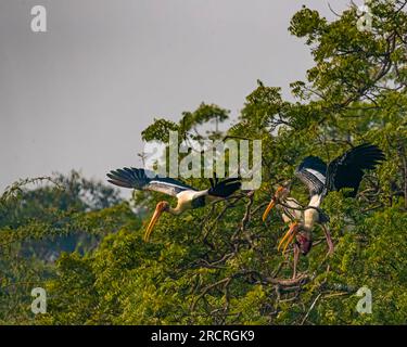 Stork fight for a nest Stock Photo - Alamy