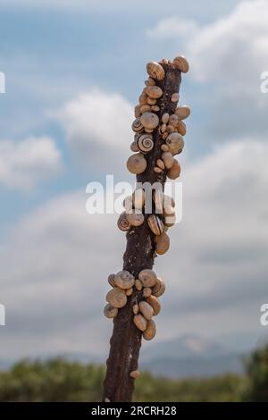Snails in summer estivation Stock Photo - Alamy