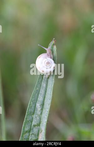 snail shell and sea weed on sandy beach in Ireland with space for text ...