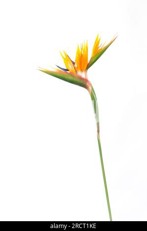 tropical plant strelitzia with colors Stock Photo - Alamy