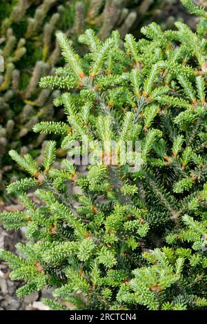 Mountain Balsam, Abies fraseri "Rawles" Dwarf, Conifer, Tree, Rockery ...